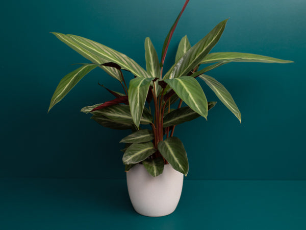 Kalateja | Calathea Stromanthe Sanguinea | – tacito
