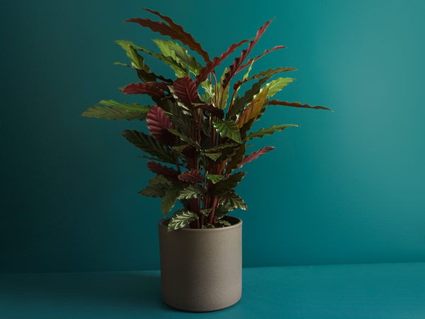 Kalateja | Calathea rufibarba | – tacito