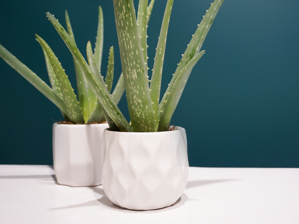 Alveja | Aloe vera | – tacito